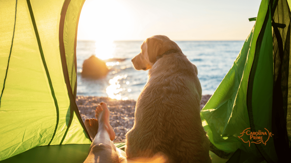 9 Fun Ideas To Add To Your Dog’s Bucket List – Carolina Prime Pet