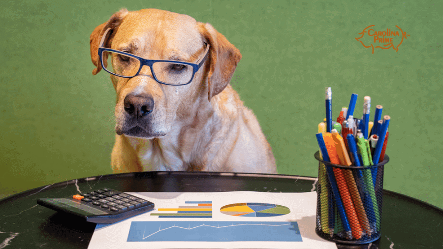 Are Dogs Expensive? Monthly Expenses and More – Carolina Prime Pet